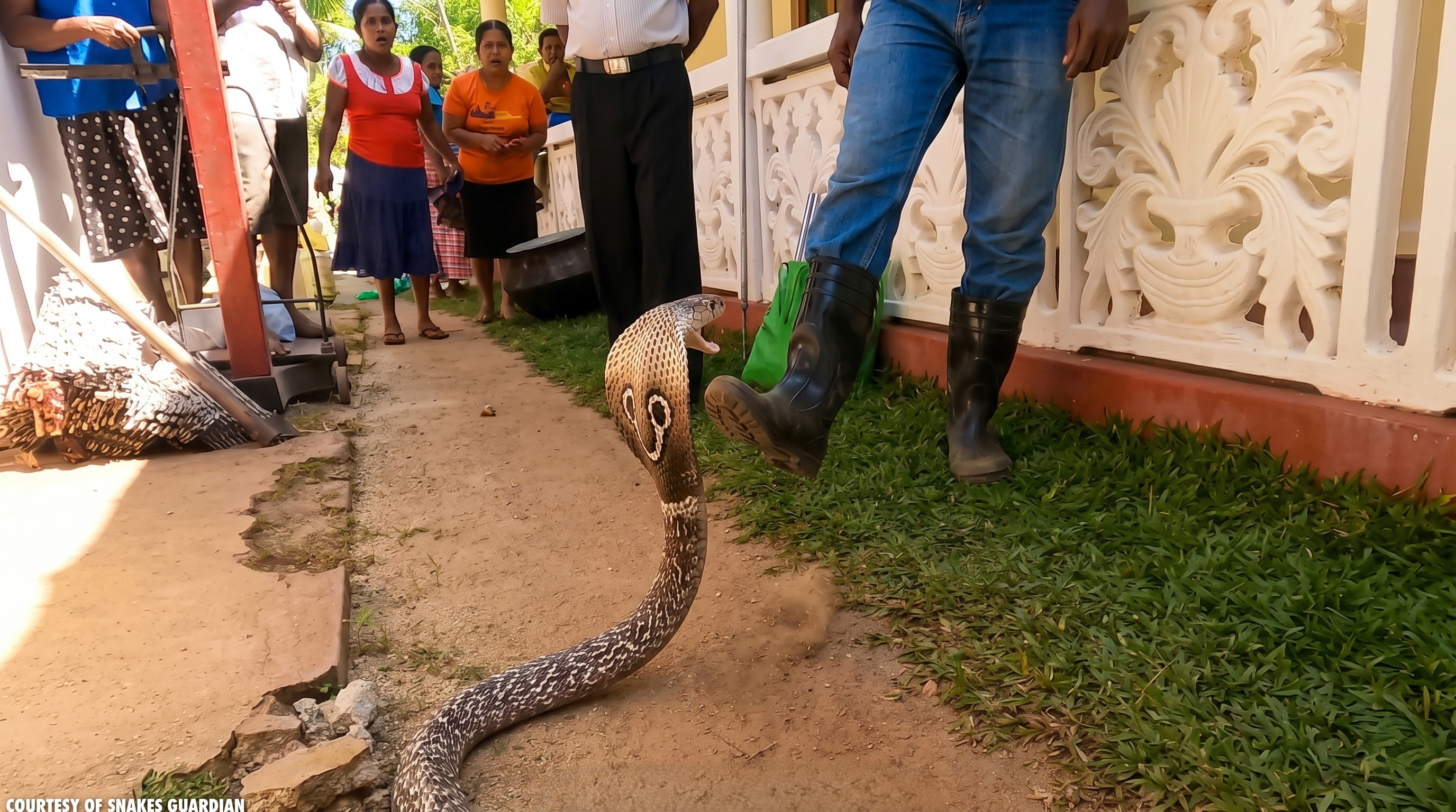 Watch what happens when a cobra defends itself surrounded by humans