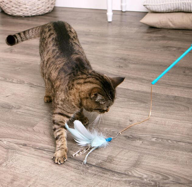3 signs your indoor cat is bored (and how to fix it)