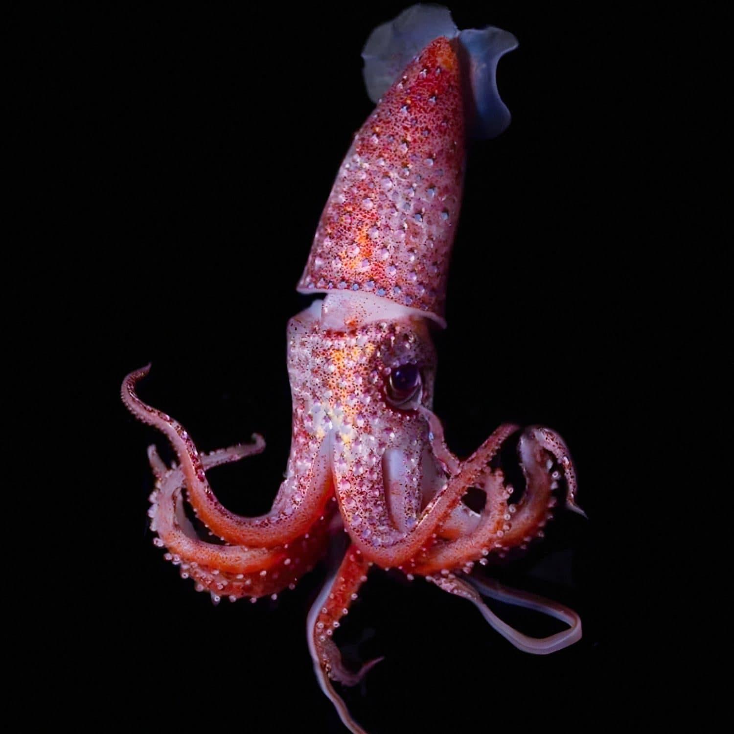 No bones about it, nature’s most amazing invertebrates