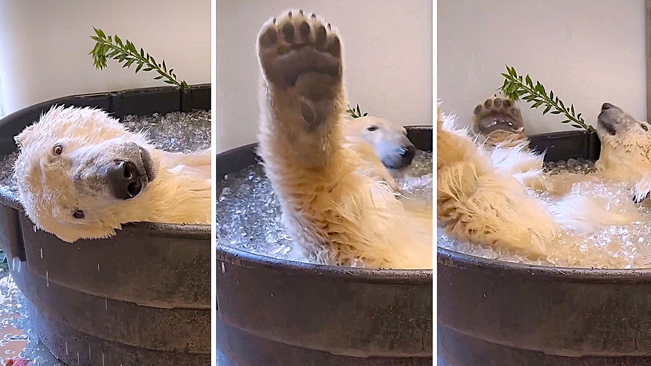 Adorable moment polar bear takes ice bath at Oregon Zoo