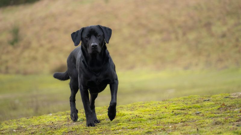 11 dogs that become gentler and more composed as they get older