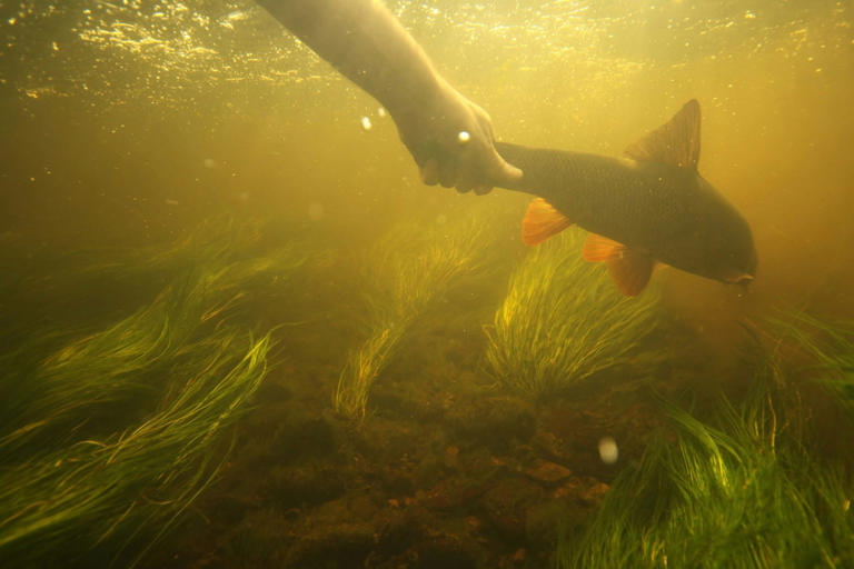 Could drugs in our rivers be altering fish behaviour?