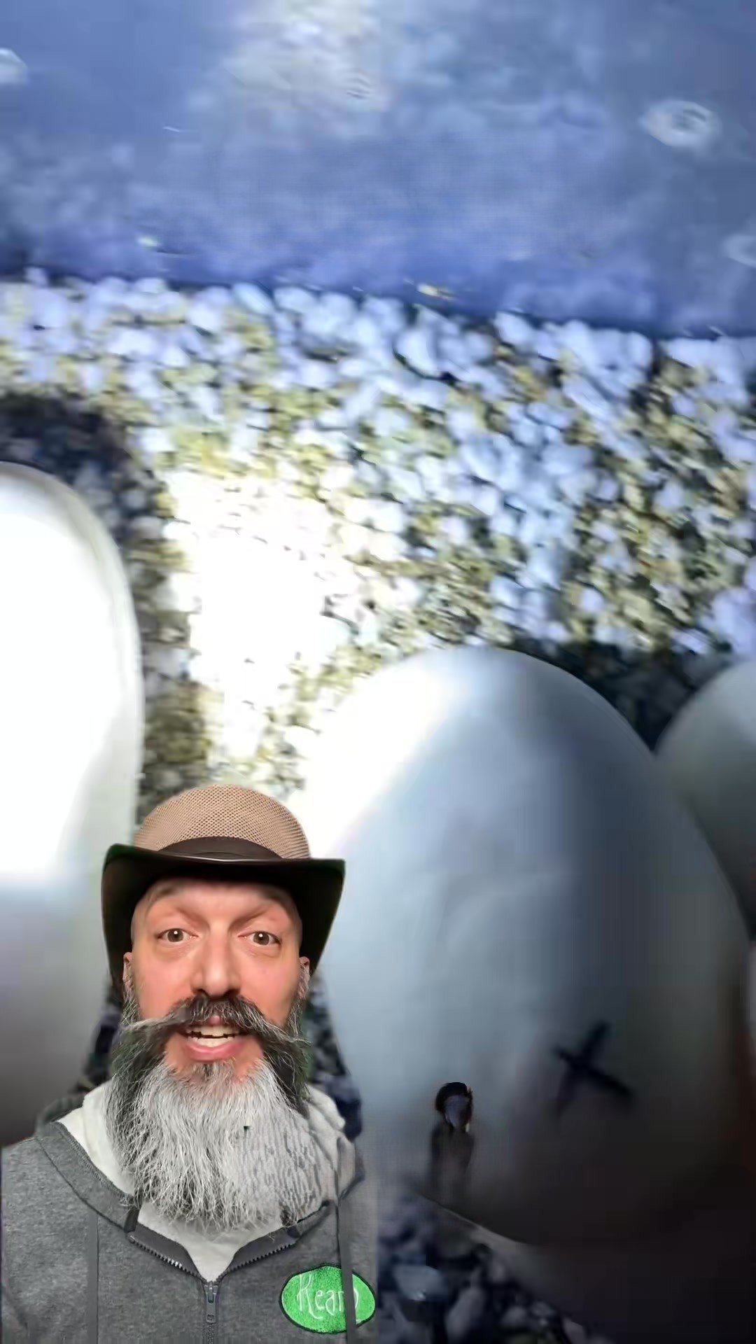 Why snake eggs should stay in place