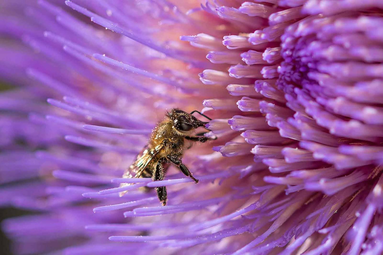 Insects are disappearing — here’s how to help
