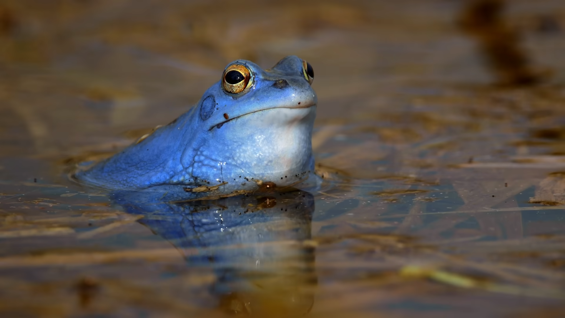 Watch what happens when lost frogs start returning to wetlands