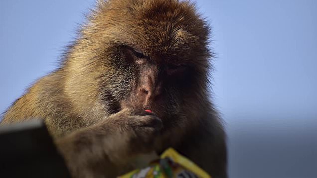 Monkeys learn to swallow soil so they can keep eating junk food ...
