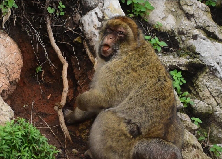 Monkeys learn to swallow soil so they can keep eating junk food – research