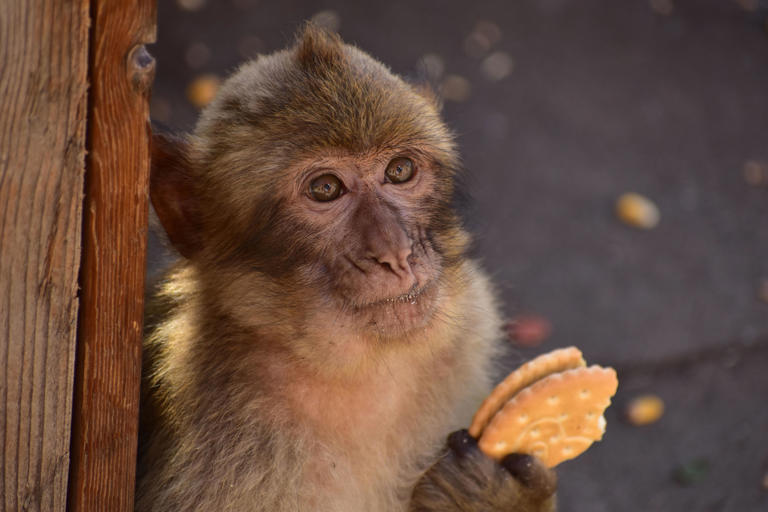 Monkeys find way to keep eating junk food without the upset stomach