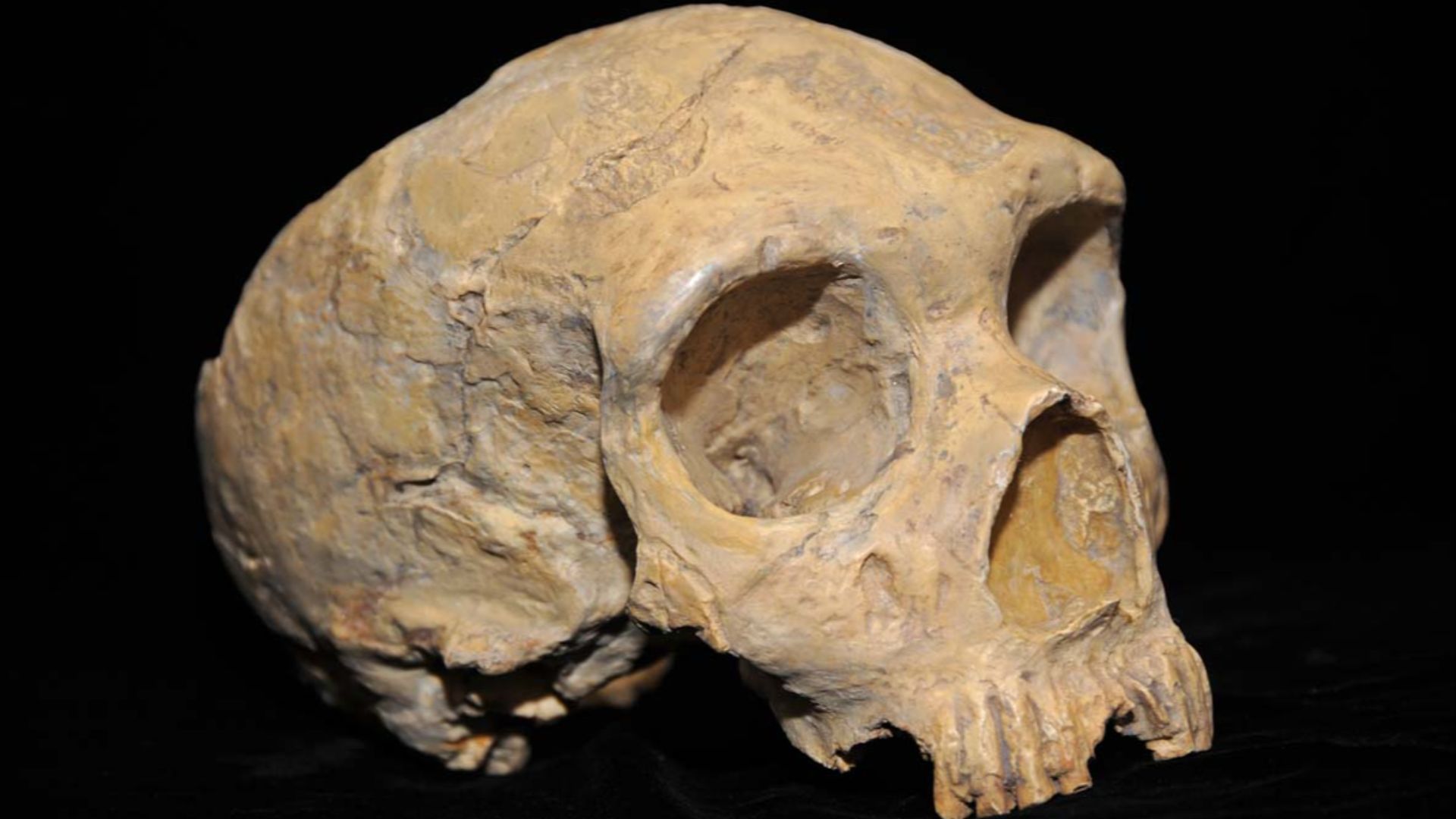 20 fossil discoveries that forced scientists to completely rewrite ...
