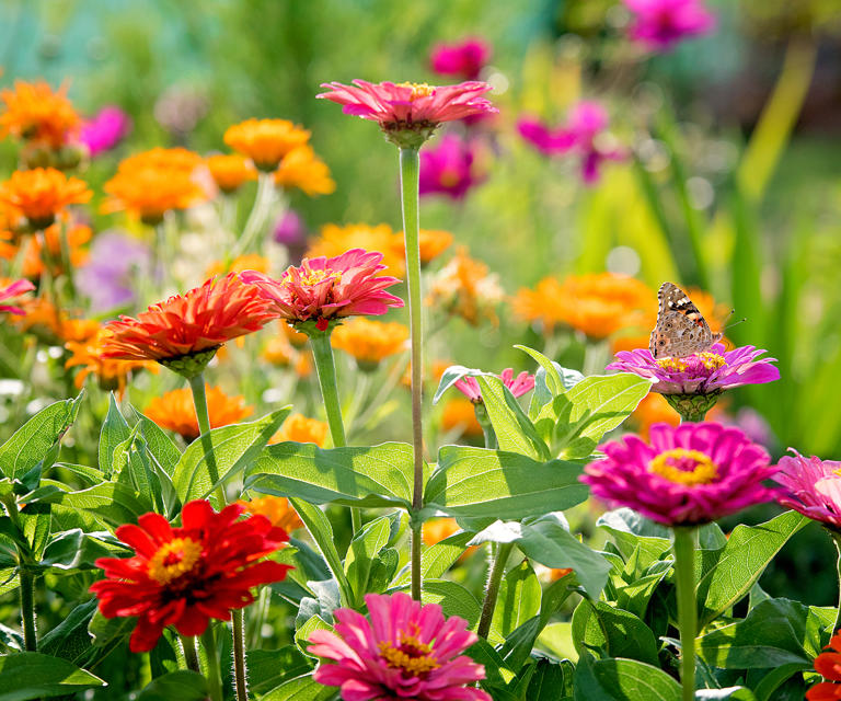 7 plants to deadhead in June for blooms that last all summer – don't ...