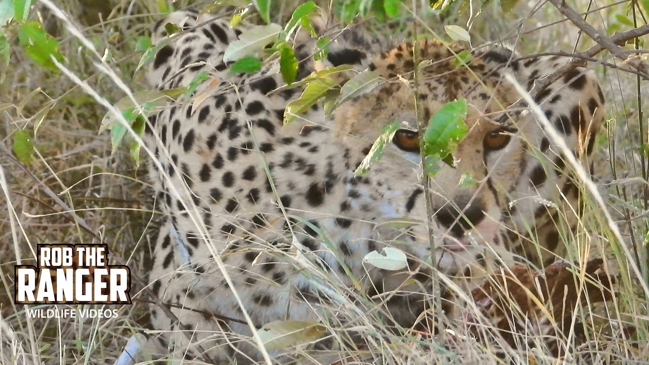 Watch a fast spotted cheetah consume a small wild gazelle