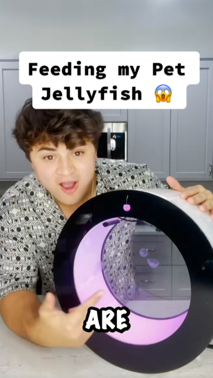 Up close jellyfish feeding process in a home tank setup