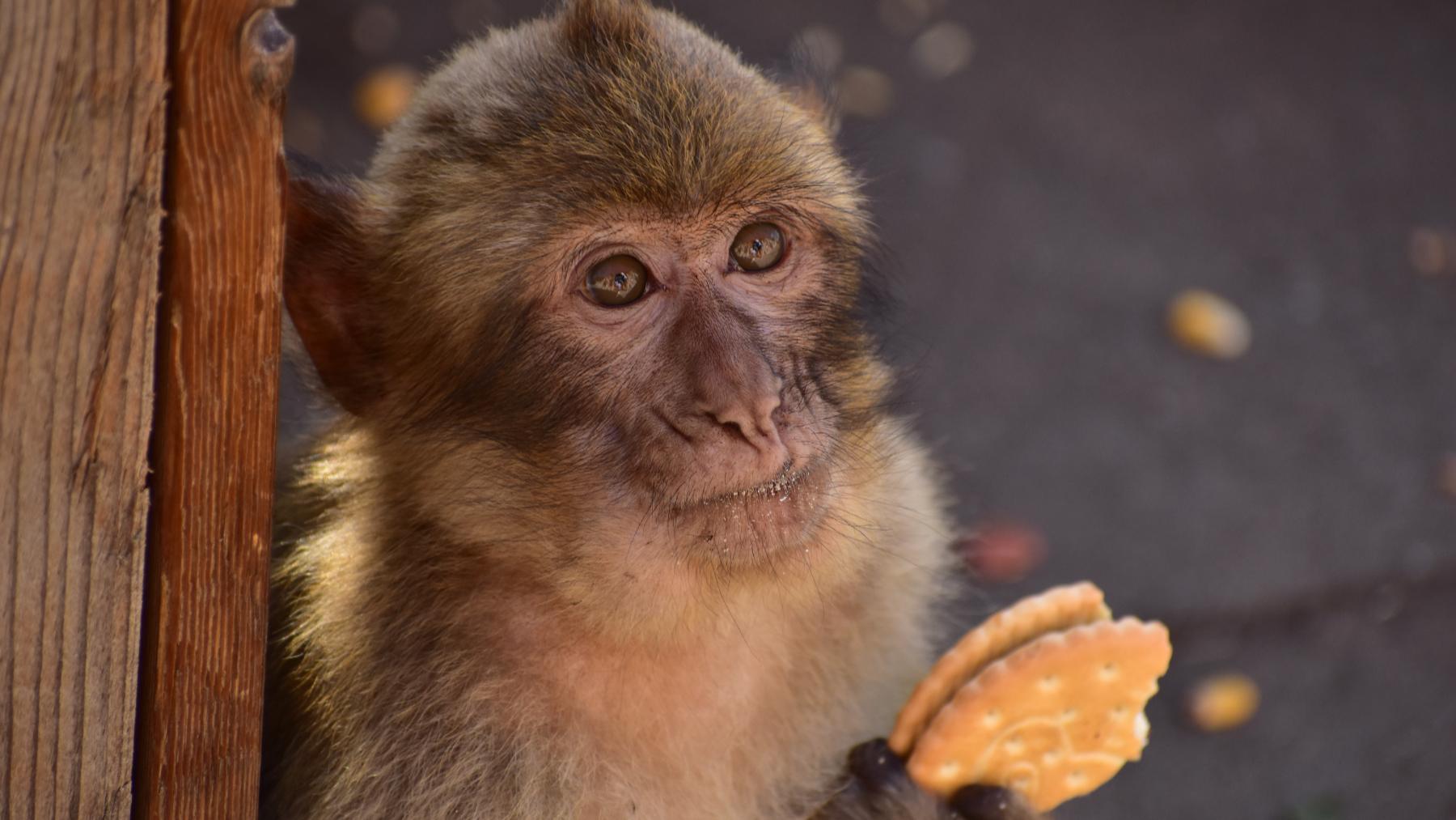 Helados, Pringles y M&M’s: los monos de Gibraltar comen tierra para ...