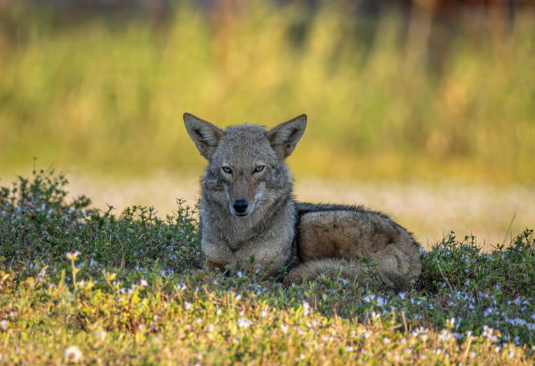National Park researchers discover the Alcatraz coyote's origins