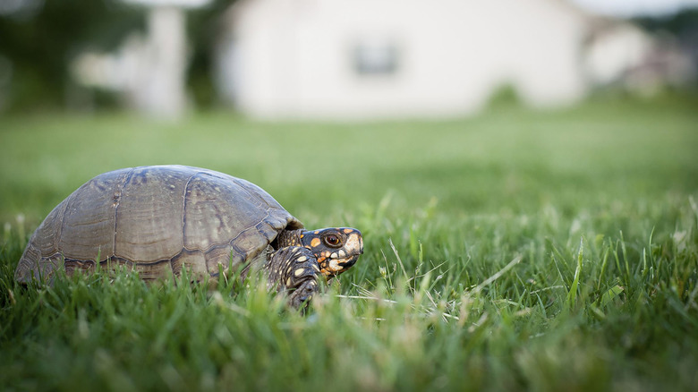 What to do if you find a turtle nesting in your yard