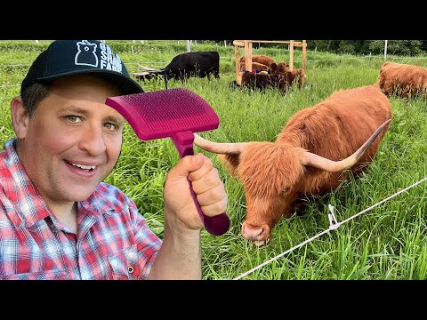Brushing fluffy cattle on a Vermont farm is quite the task