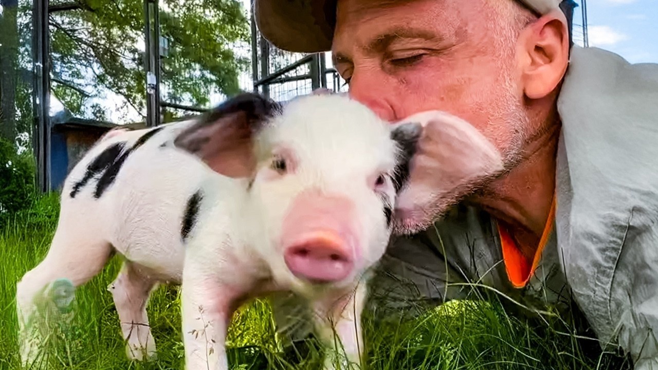 Tiny piglet lost her mom at one day old - now she believes this man is ...