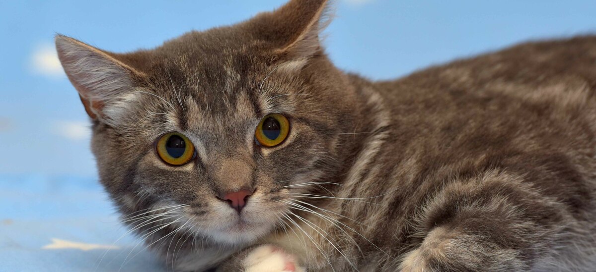 Questi 10 gatti a pelo corto sono tra i più scelti (e il motivo è chiaro)