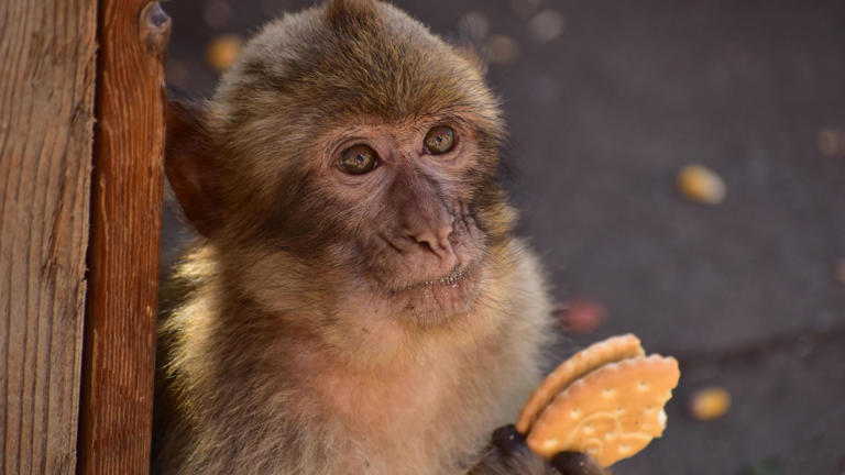 Monkeys learn to swallow soil so they can keep eating junk food – research