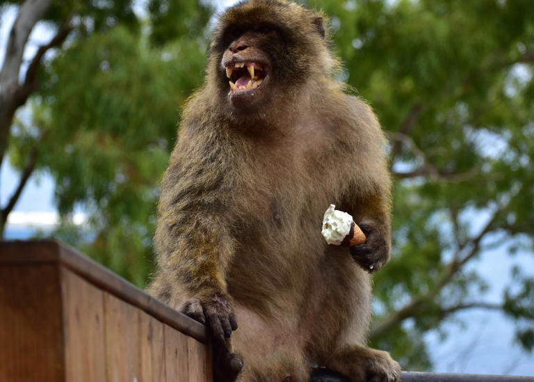 Monkeys learn to swallow soil so they can keep eating junk food – research