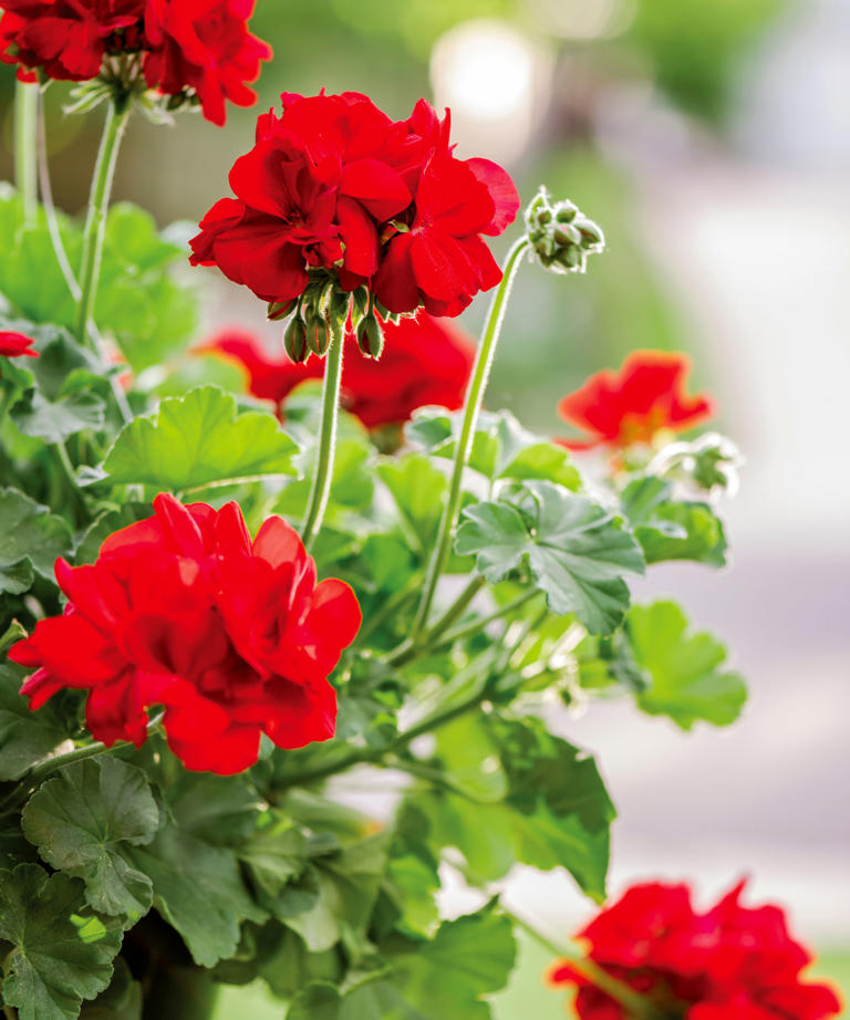 7 plants to deadhead in June for blooms that last all summer – don't ...
