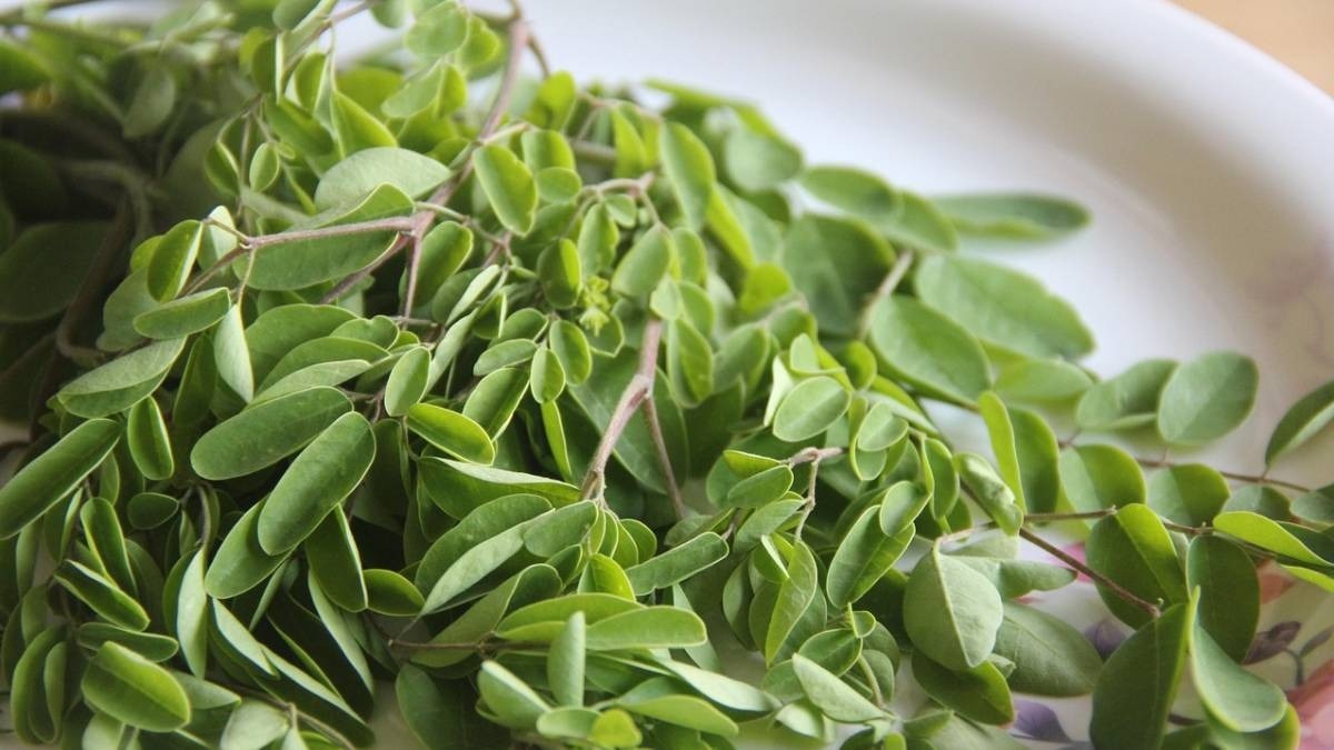 Moringa, a common plant found in Indian kitchens, can clean the water ...
