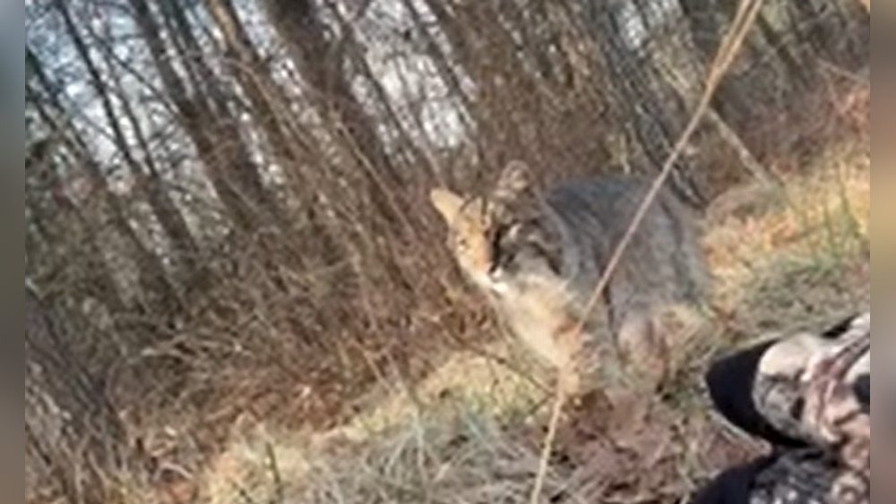 19-year-old attacked by a bobcat goes viral