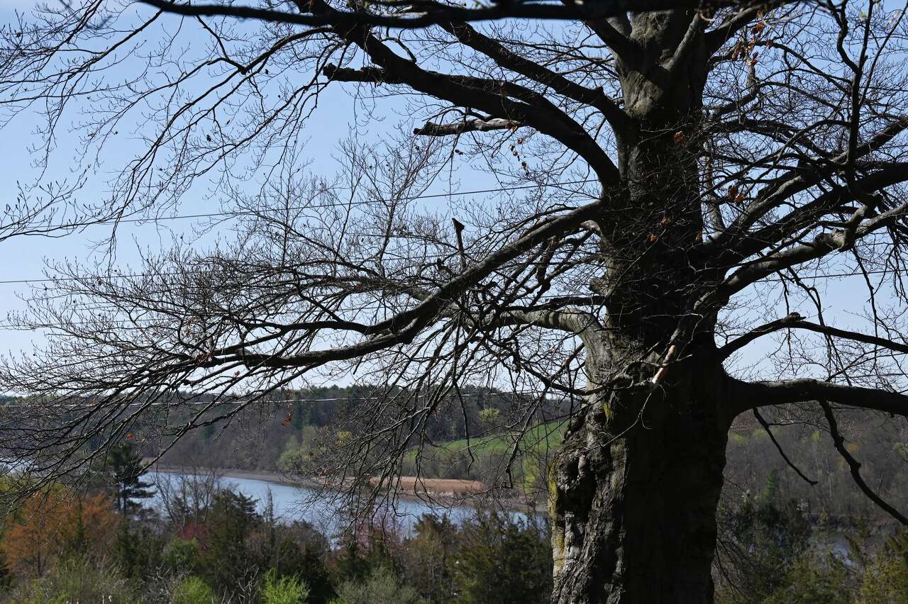 Clifton Park beech, one of oldest in America, named tree of distinction
