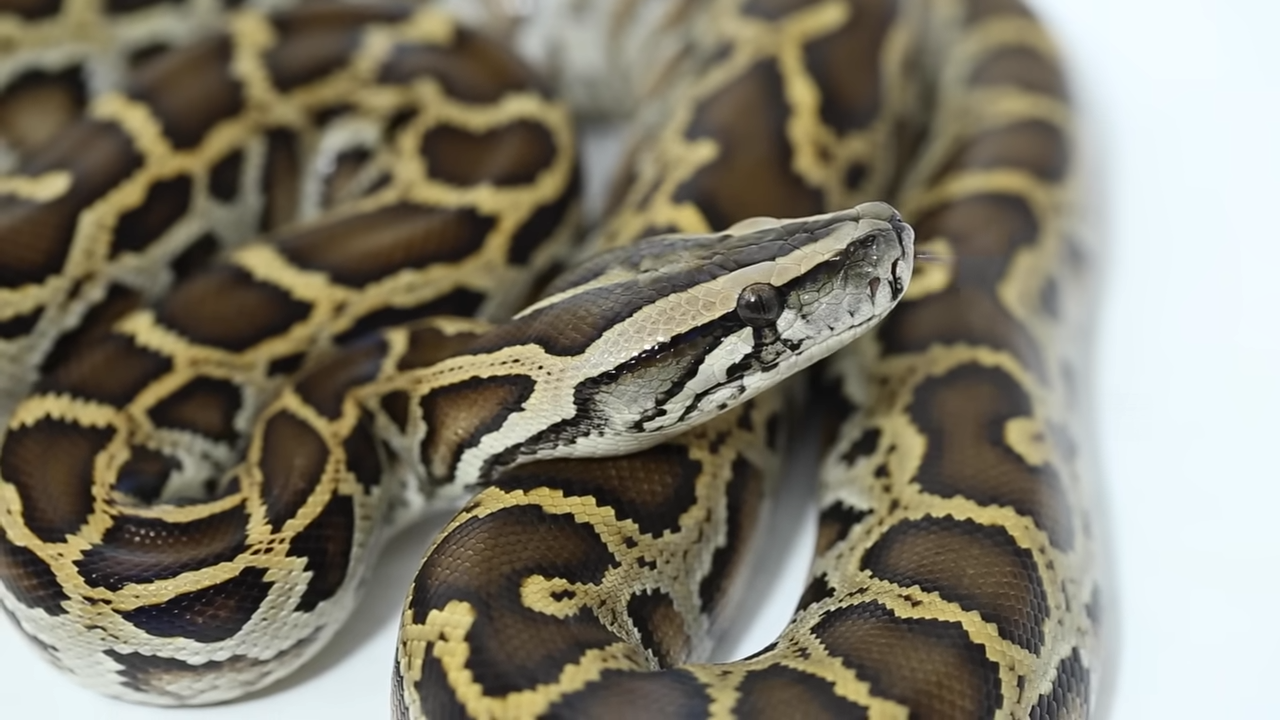 This snake was released into the wild – now it’s taking over everything
