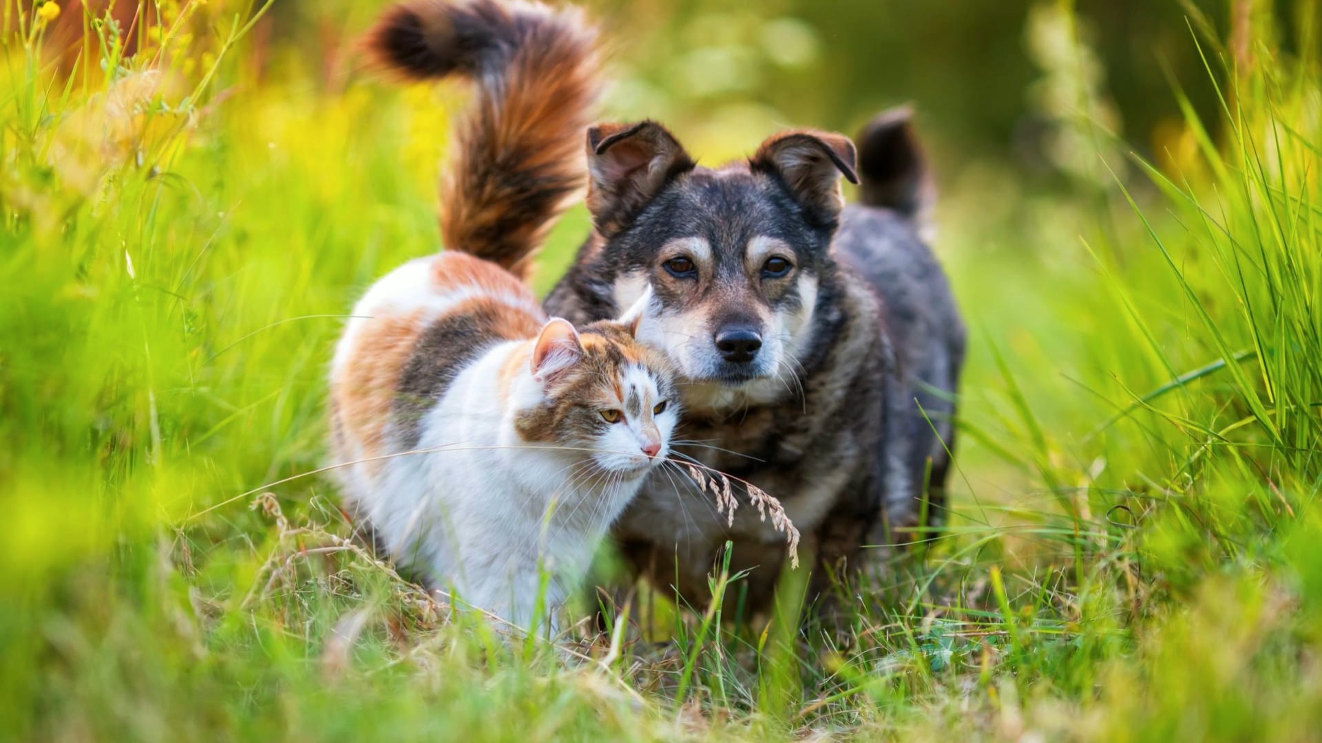 Las mejores razas de perros si tienes un gato en casa