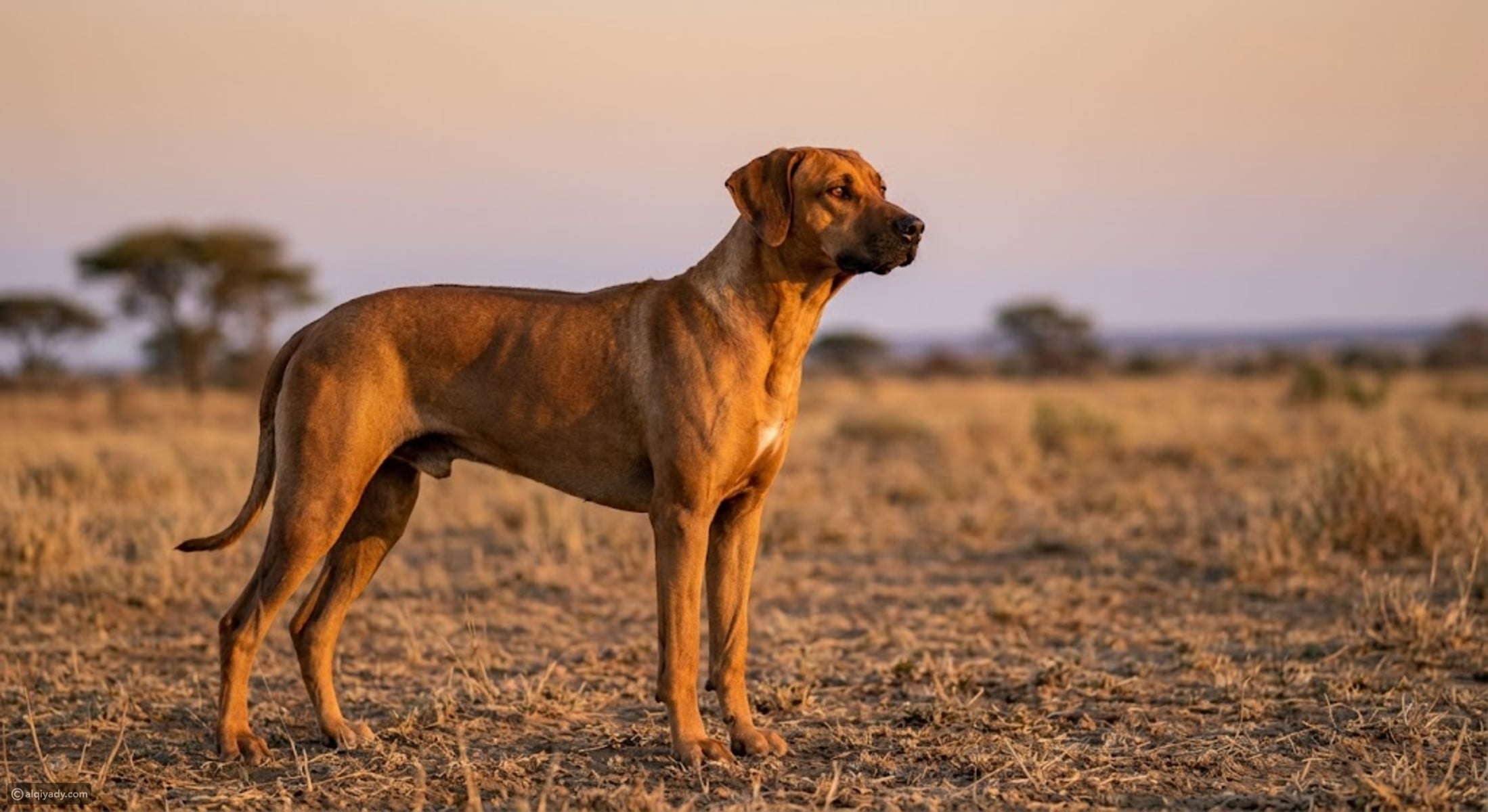 10 dog breeds most likely to protect you in danger