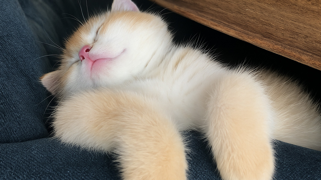 Peaceful kitten sleeping comfortably