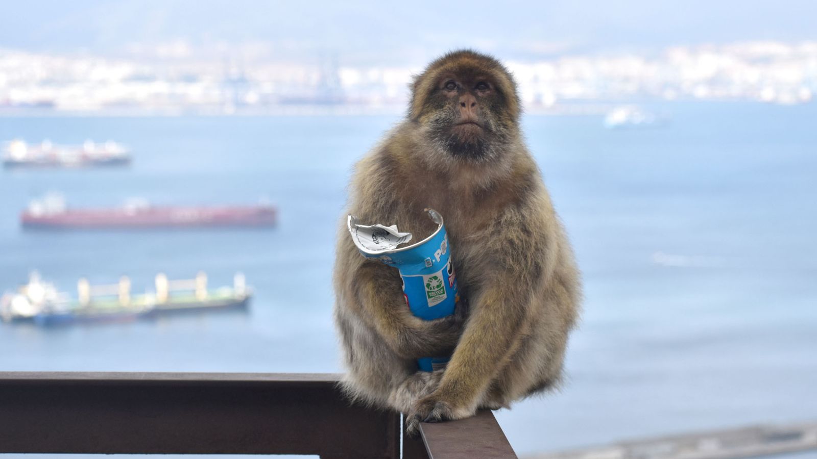 Monkeys eating soil to settle upset stomachs from junk food