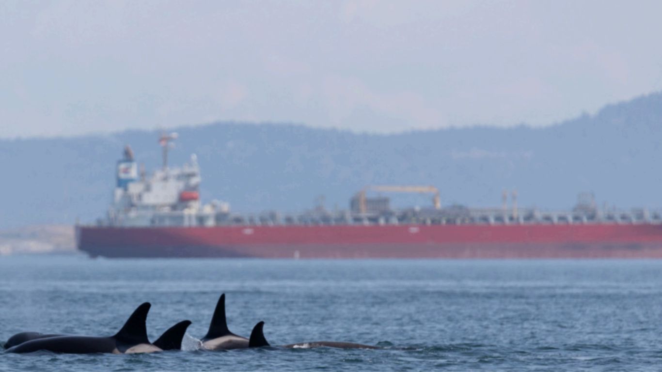 Whales are booming in Salish Sea — but not endangered orcas