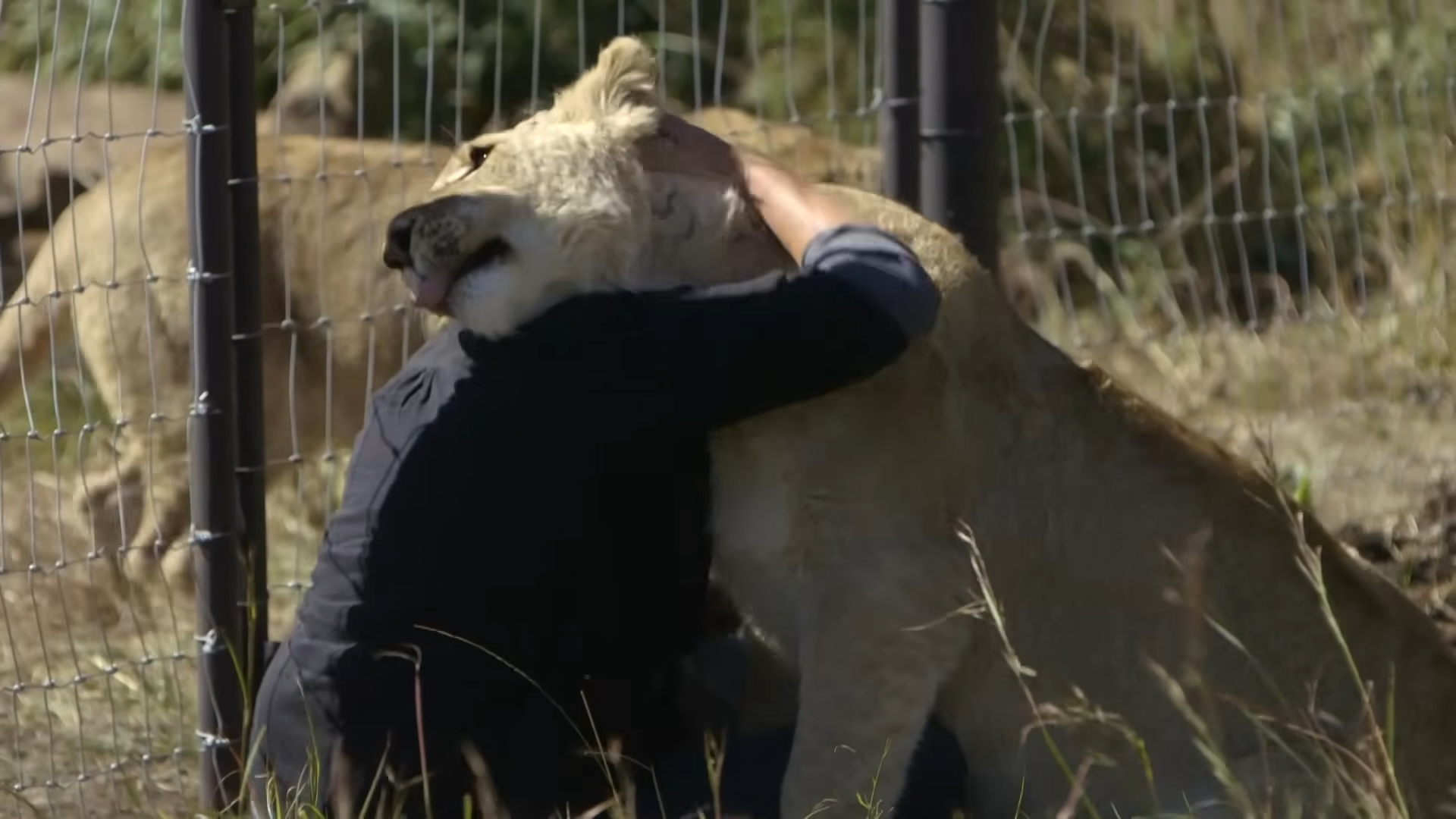 New lions rescued from captivity begin their new life in a sanctuary