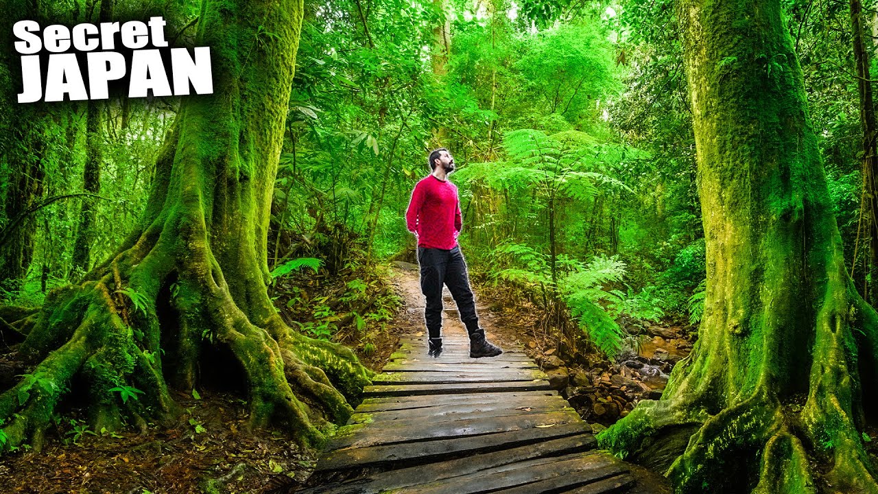 Getting lost in Kyoto’s hidden forest