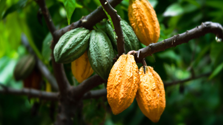 Cacao fruit: What does it taste like and how do we get chocolate from it?