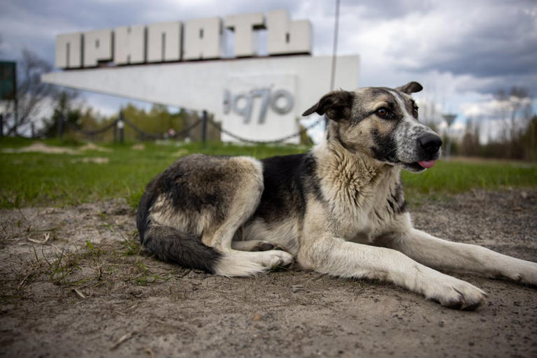 Chernobyl’s wildlife: The real story isn’t the presence of radiation ...