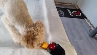 Dog uses nose to sink pool balls