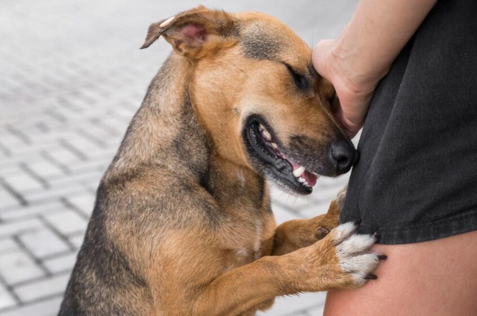 Perro caramelo es reconocido como raza oficial y símbolo del rescate animal