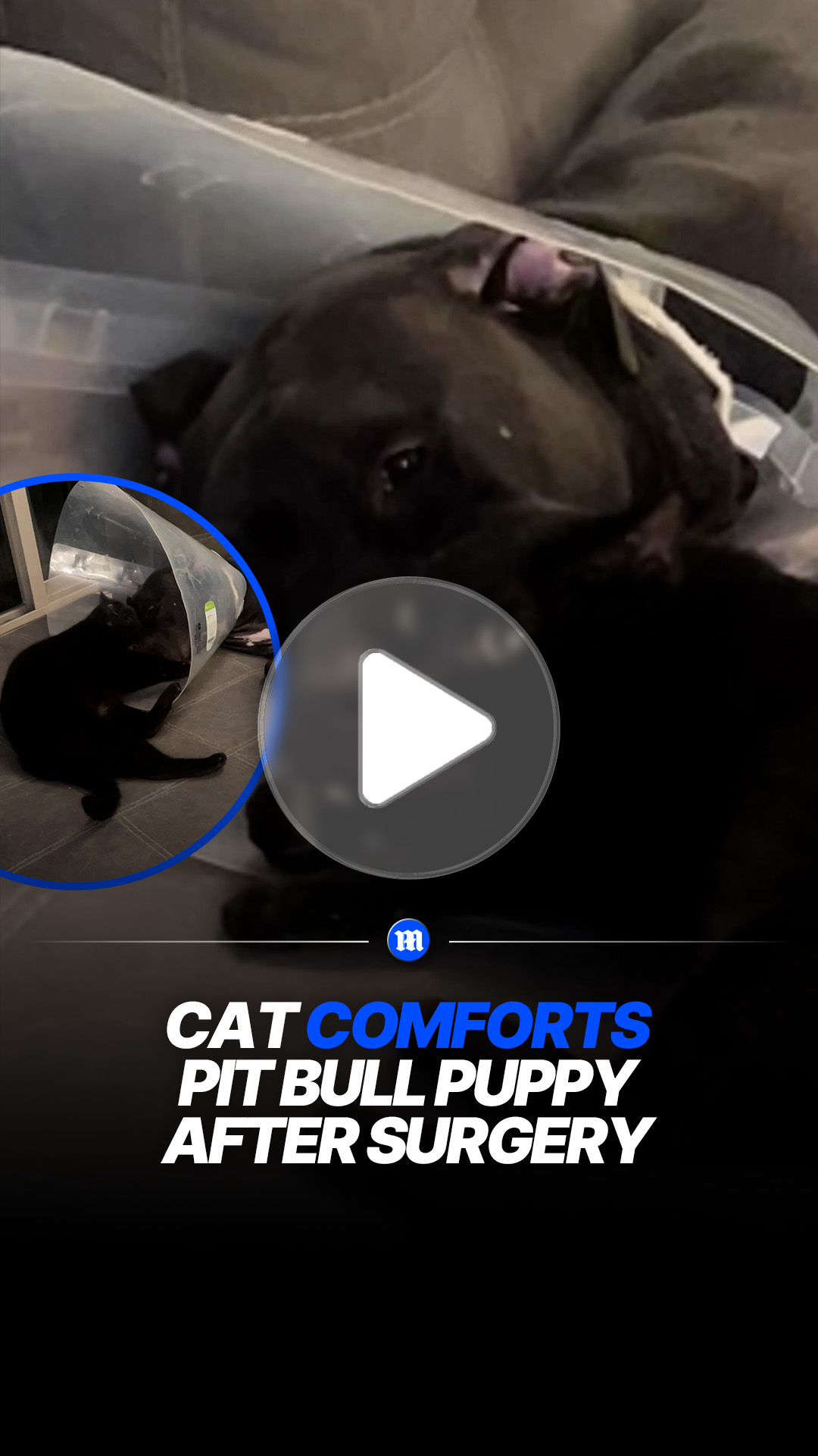 Cat stays close to comfort puppy after surgery