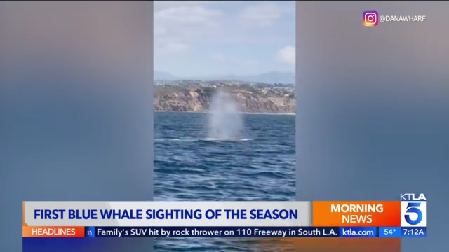 First blue whale sighting of the season off Dana Point
