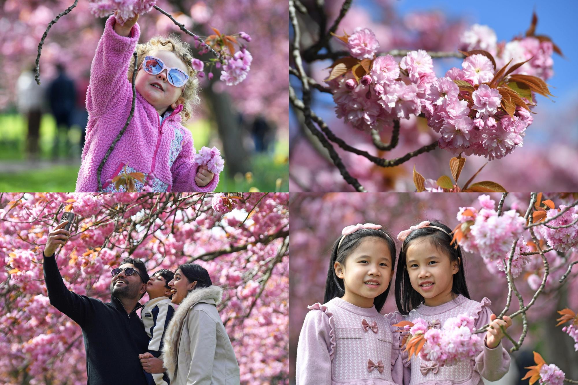 In pictures: 17 stunning photos of the cherry blossom trees in full ...