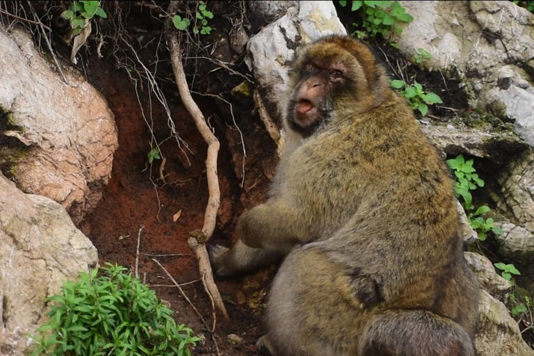 Monkeys have found a bizarre natural supplement to counteract human ...