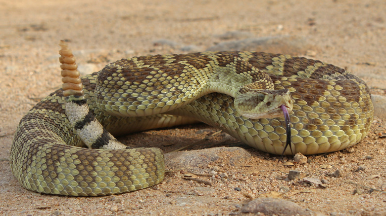 Dangerous creatures to look out for while visiting Utah
