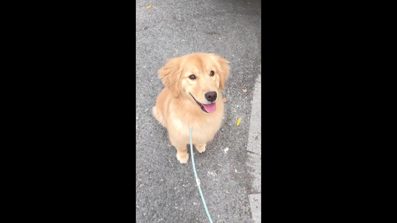 Golden retriever eats cherry blossom in Anhui, China