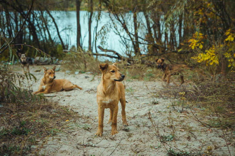 Chernobyl’s wildlife: The real story isn’t the presence of radiation ...