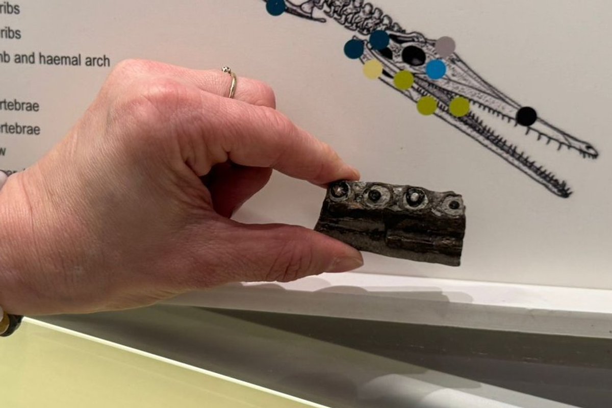 Amateur fossil hunter uncovers rare fragment from the world's oldest ...