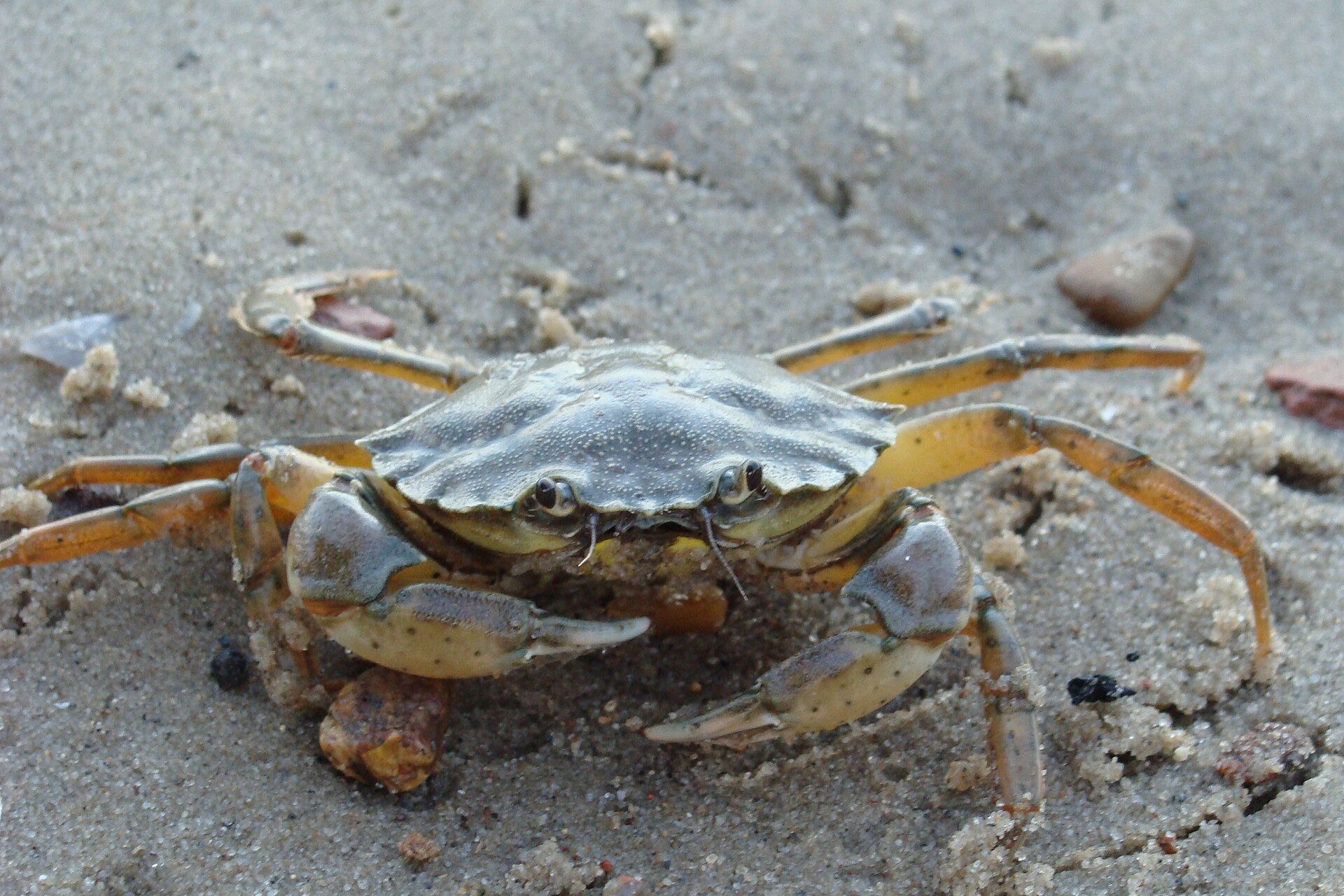 Maine’s Khmer community plans to eat invasive crabs