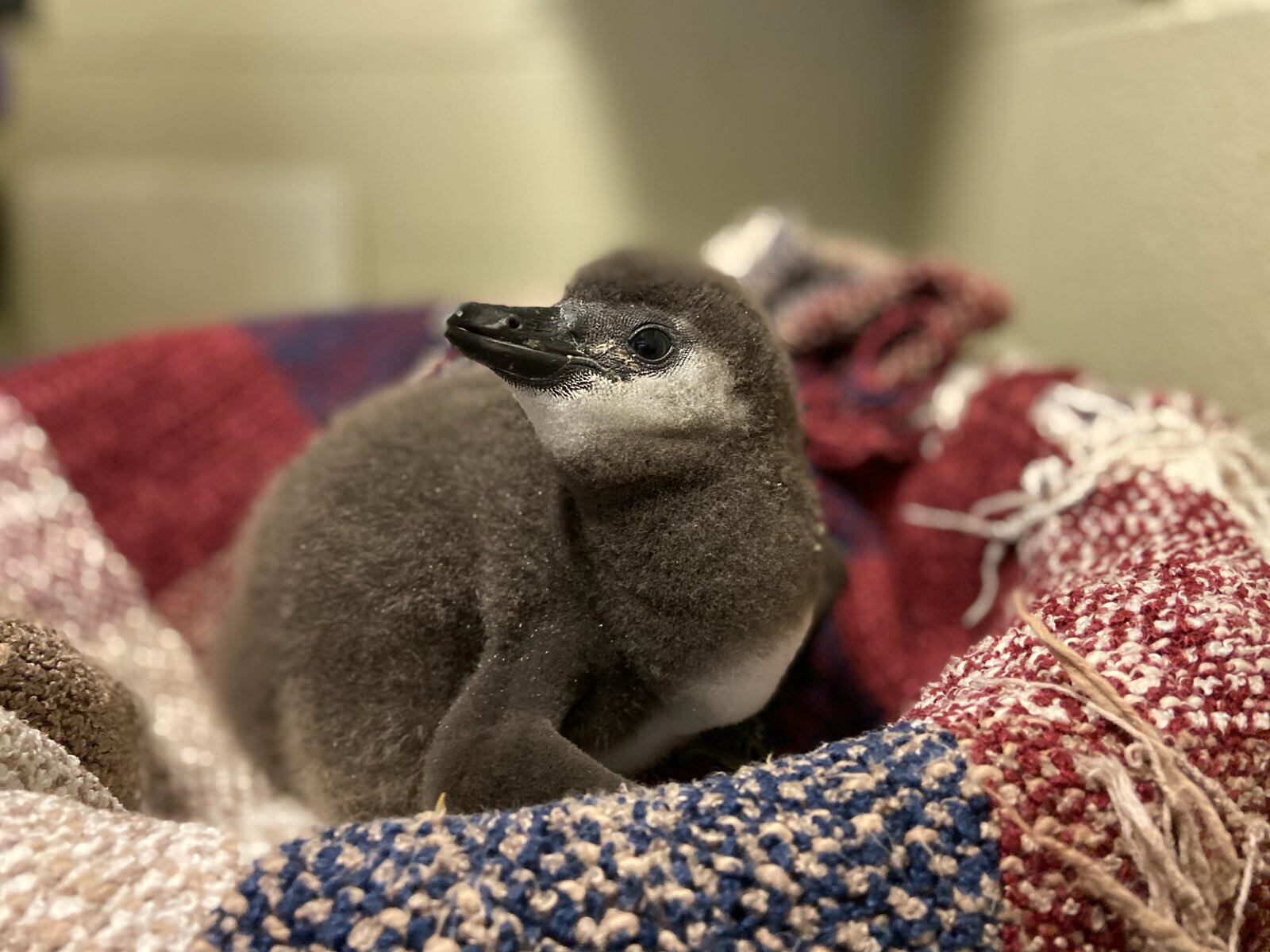 Saginaw Children’s Zoo asks public to pick name for African penguin chick